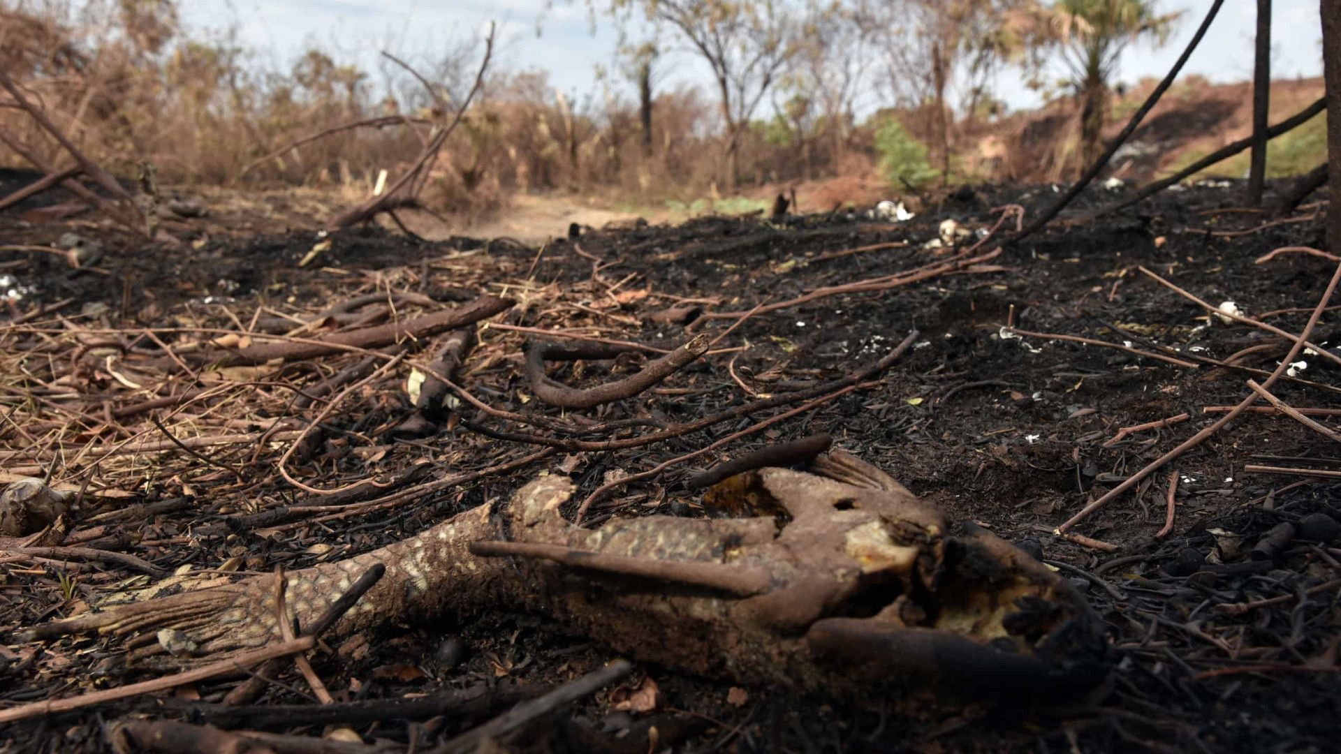 Correio Do Povo Penedo Fogo Já Consumiu 1 3 Milhão De Hectares E
