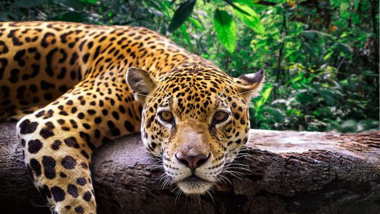 Correio do Povo Penedo - Os mapas sonoros que protegem onça-pintada de ...