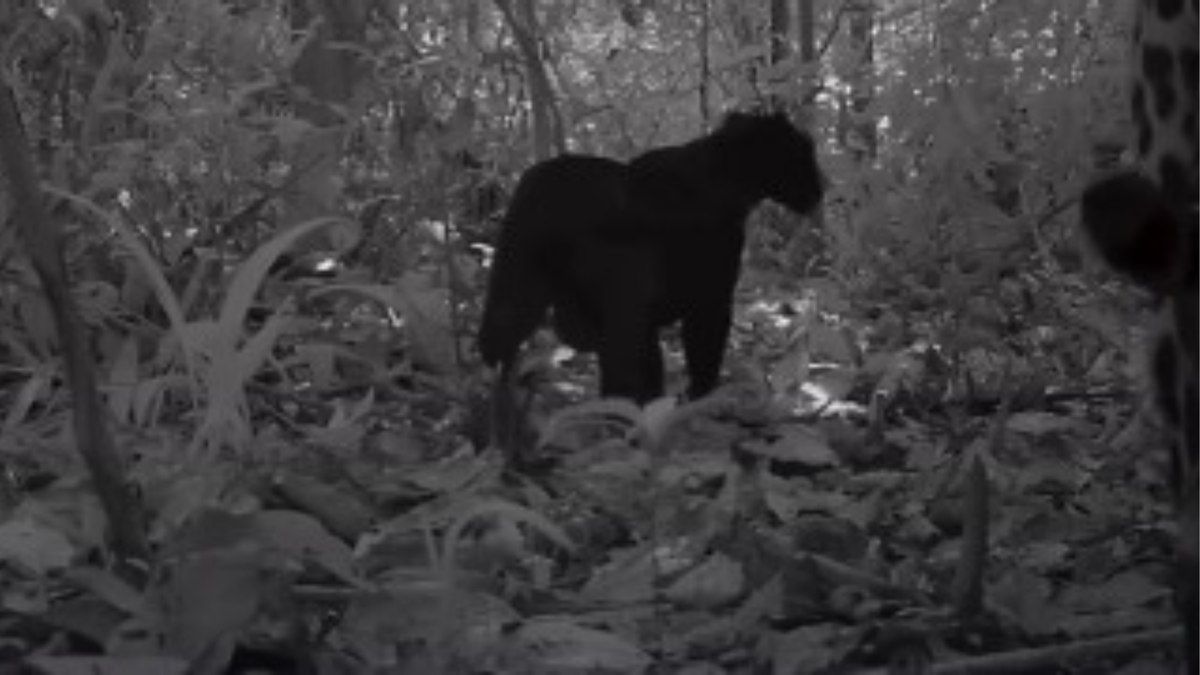 Correio do Povo Penedo - Acasalamento de onça-preta é registrado na ...